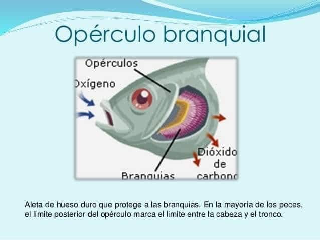 operculo Ventajas para comprar en LIBRERIAESOTERICA.NET