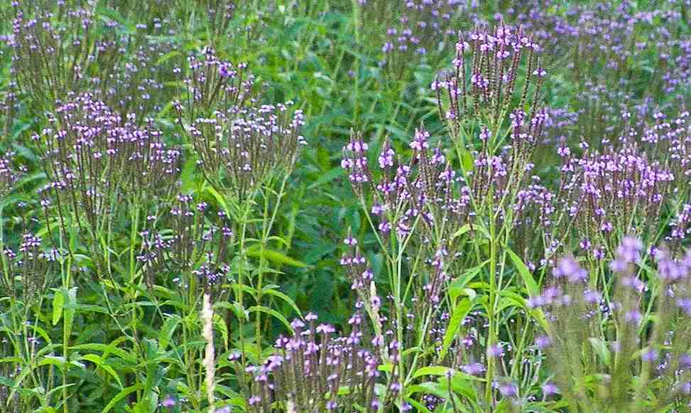 verbena planta magica *Analiza precio para comprar en LIBRERIAESOTERICA.NET